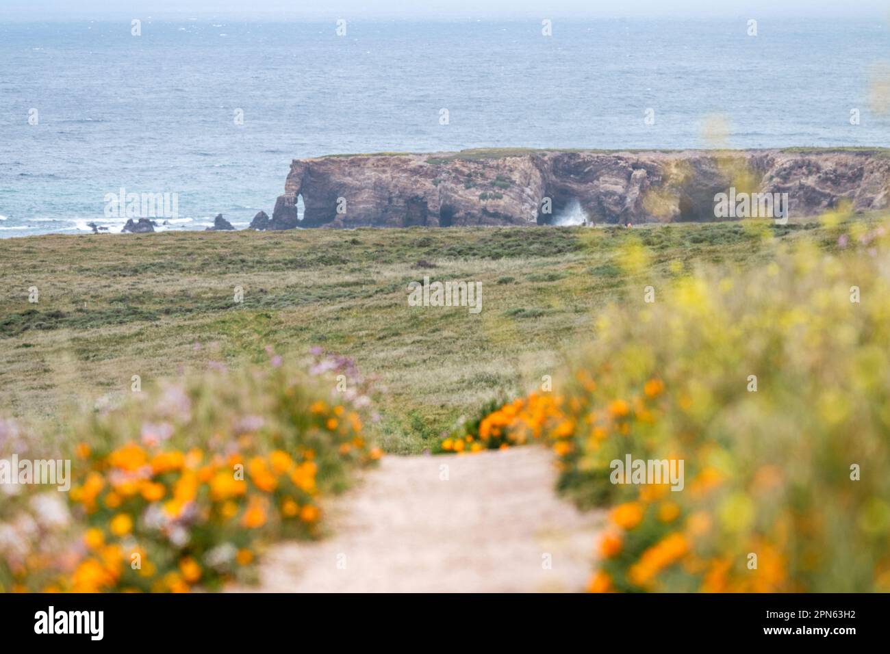 Wildflowers on the Point Buchon Trail at Montana de Oro State Park ...