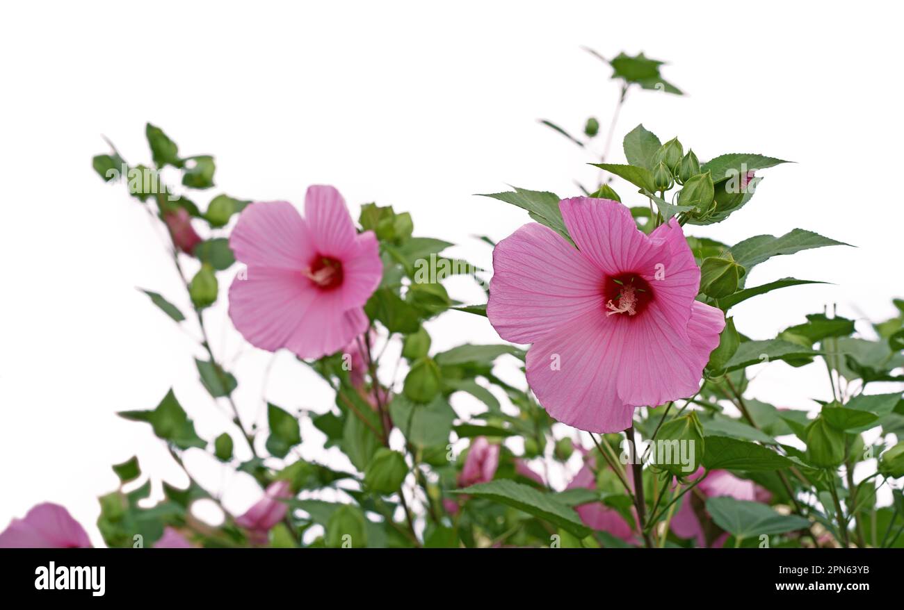 Hibiscus moscheutos, the rose mallow, swamp rose-mallow is a species of ...