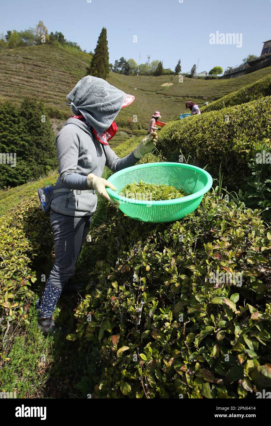 17th Apr, 2023. Tea picking Women harvest the first green tea crop of ...