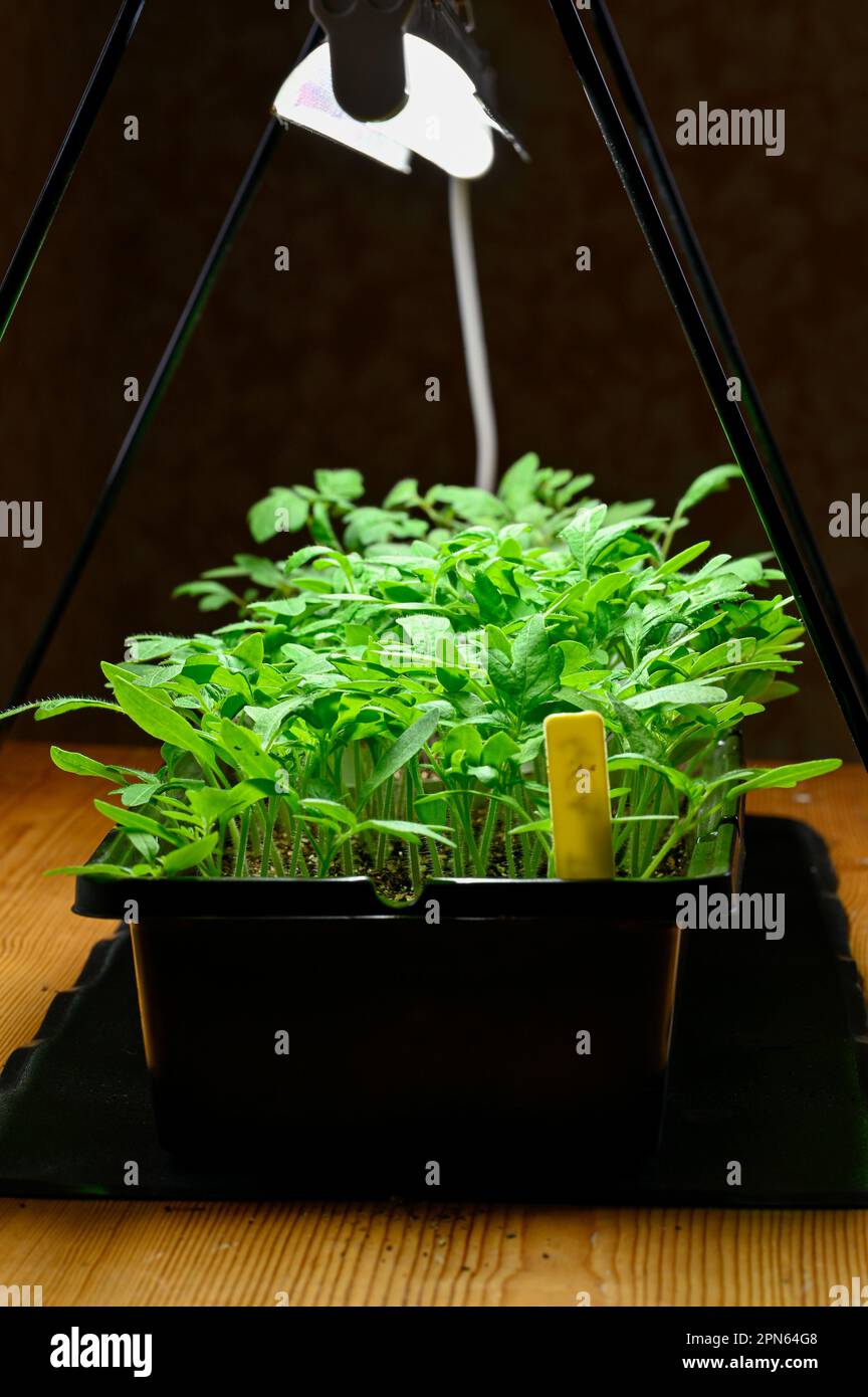 pre cultivating small tomato plants to plant i greenhouse Stock Photo ...