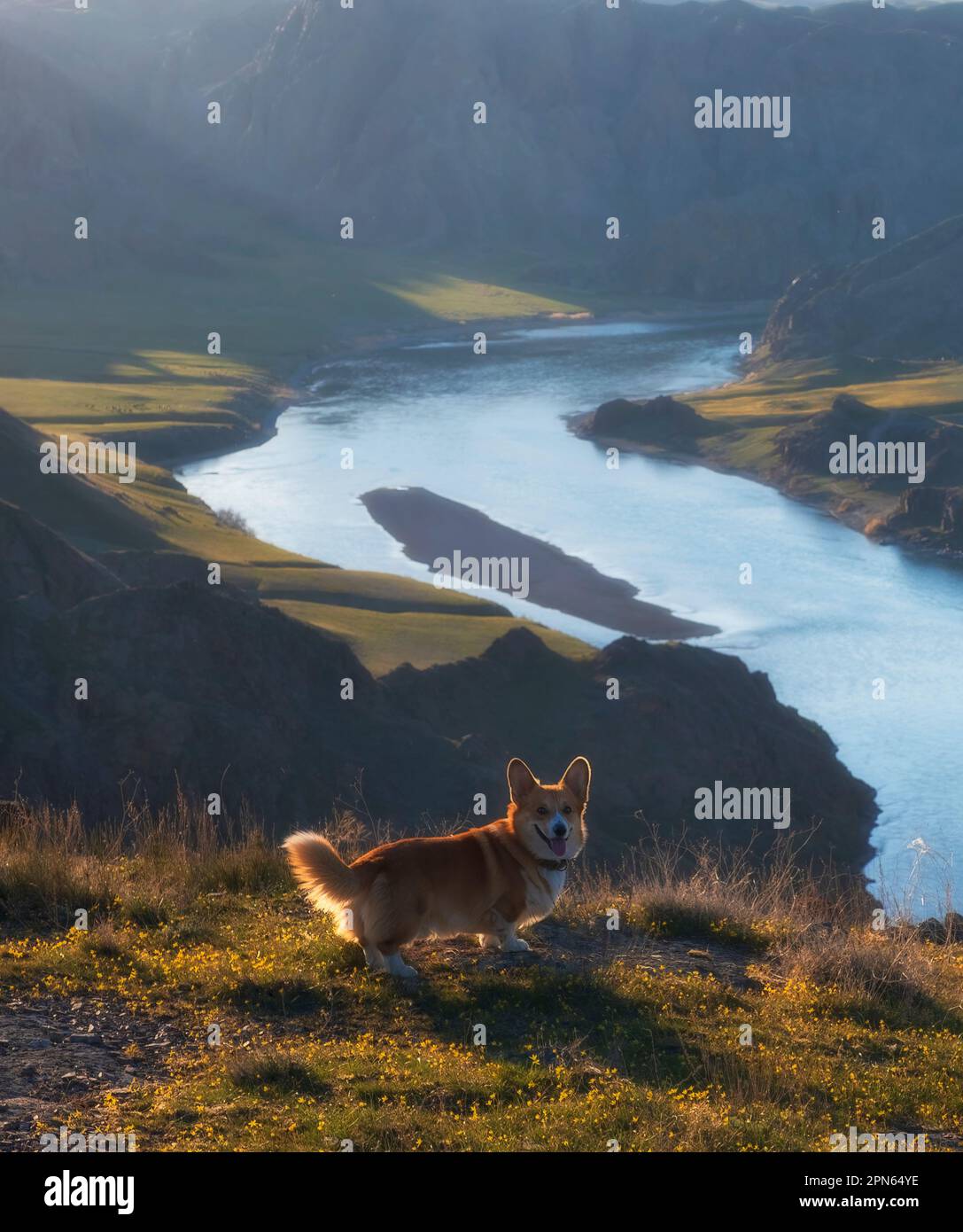 Beautiful red dog breed Welsh Corgi Pembroke in nature on the banks of ...