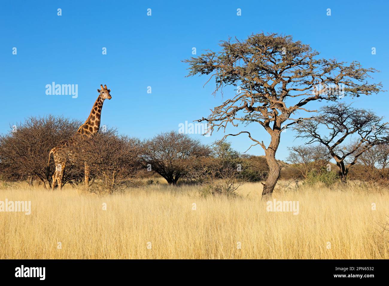 A giraffe (Giraffa camelopardalis) in natural habitat, Mokala National ...