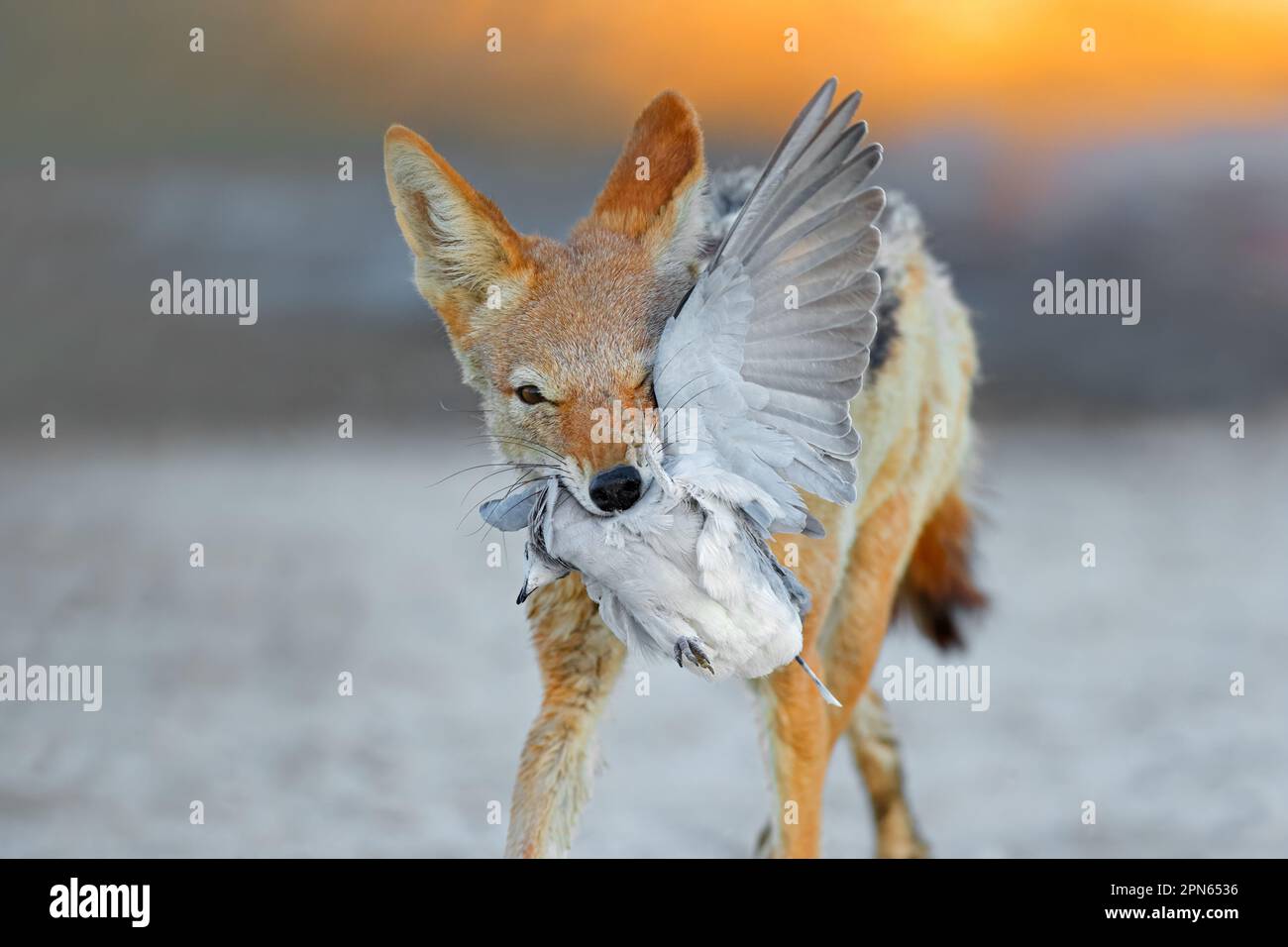 A black-backed jackal (Canis mesomelas) hunting a dove, Kalahari desert ...