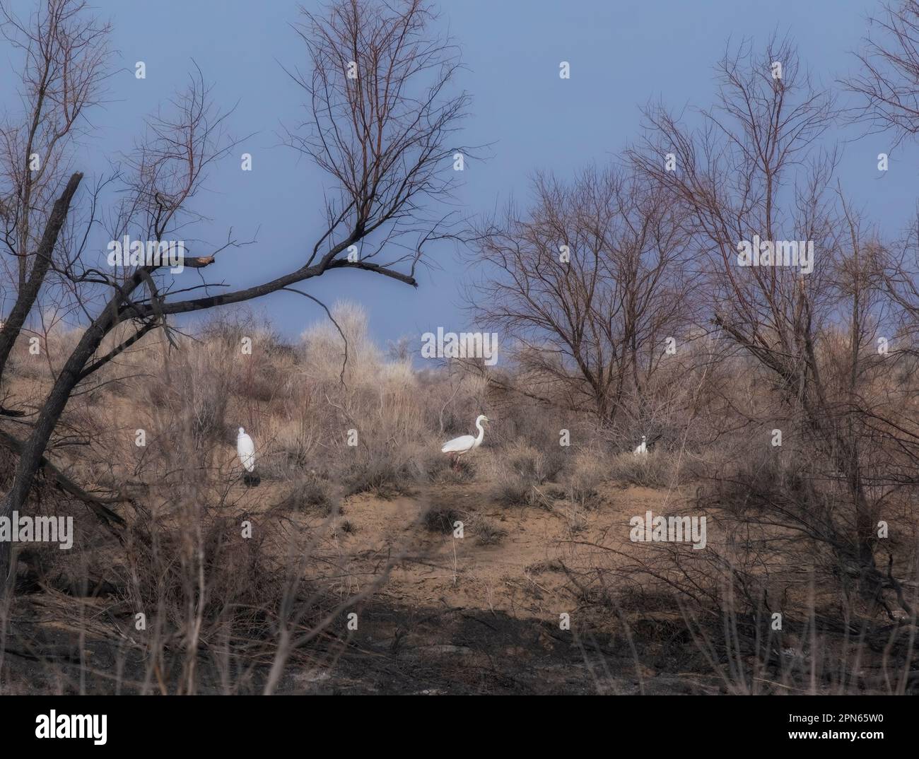 Beautiful white heron birds in the desert during the migration Stock ...