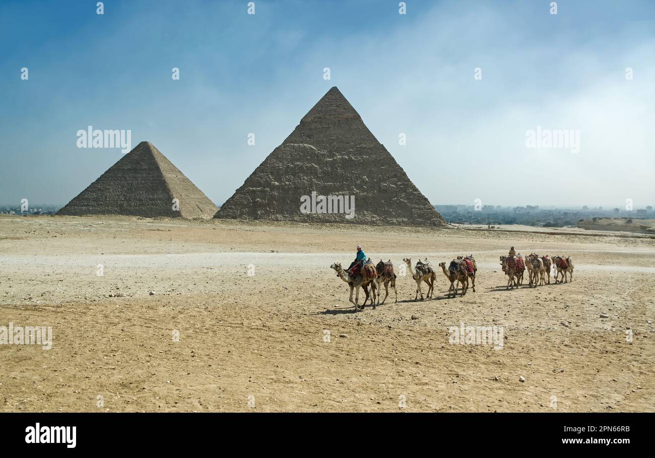 Pyramids in Giza plateau. Caravan of camels. Pyramids of Khufu (Cheops), Khafre (Chephren ...
