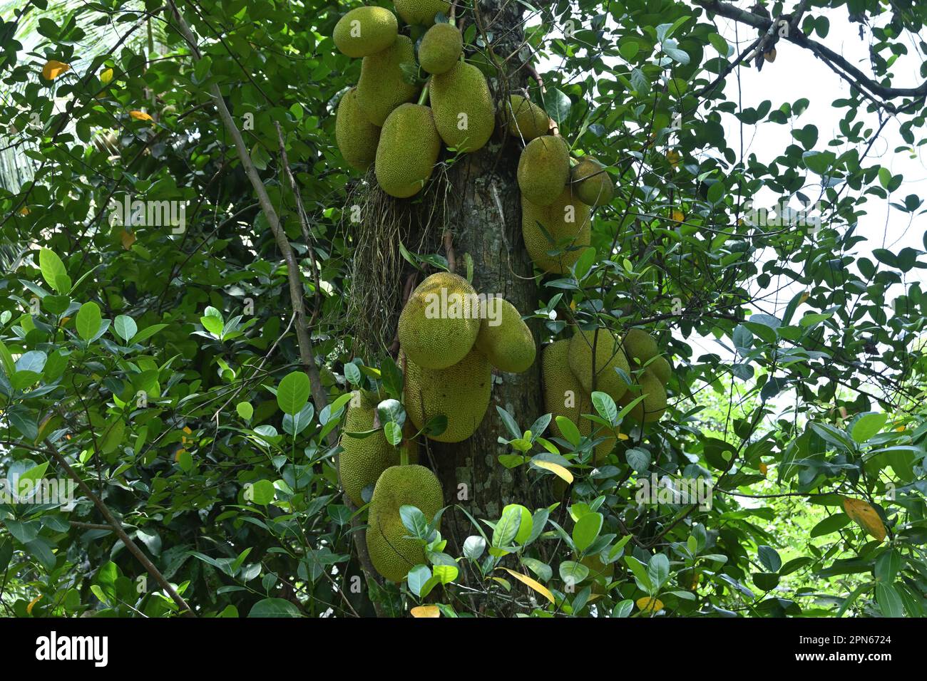 View of a Jack tree trunk filled with the Jack fruits, the fruits are ...