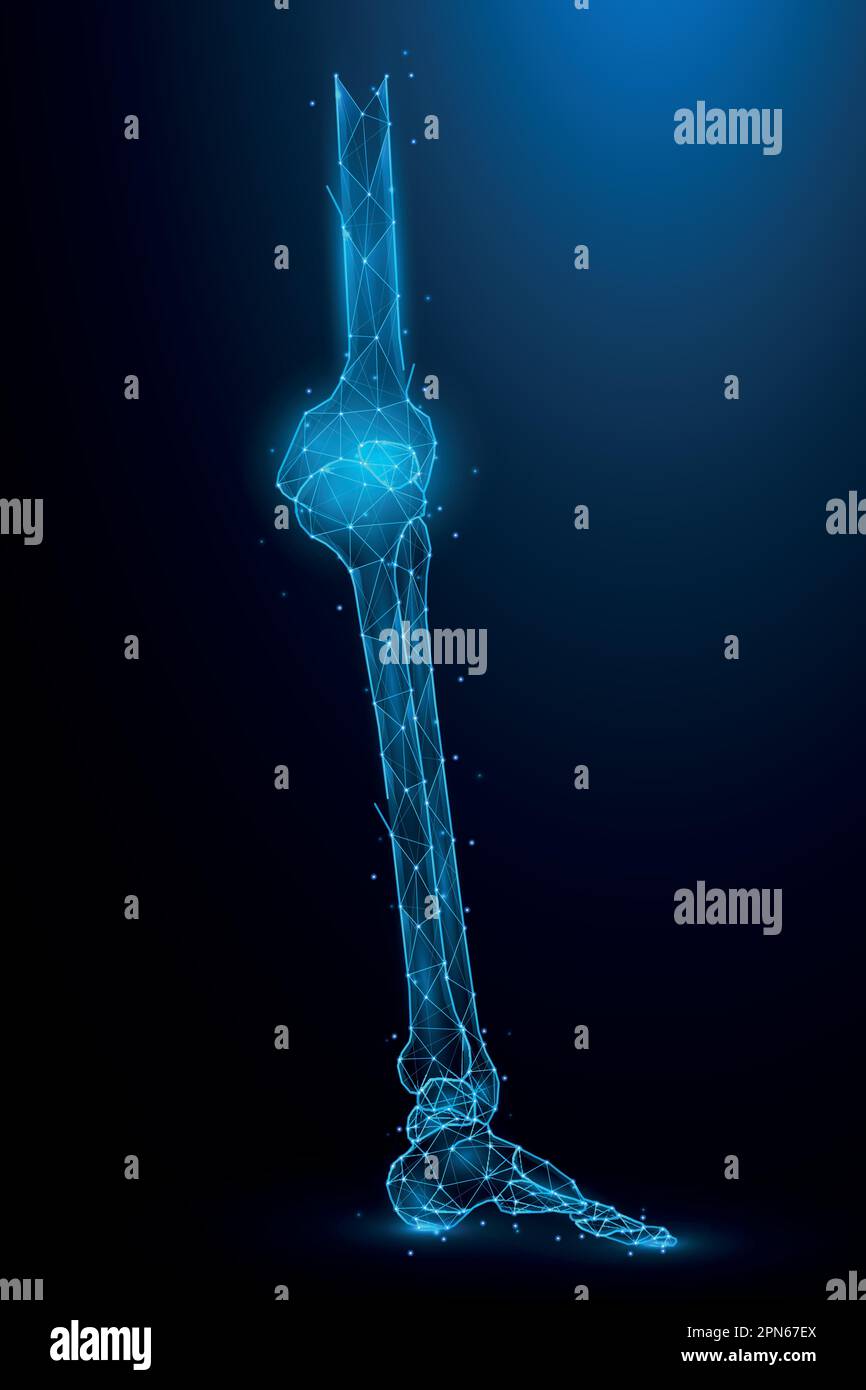 Polygonal vector illustration of leg bones on a dark blue background ...