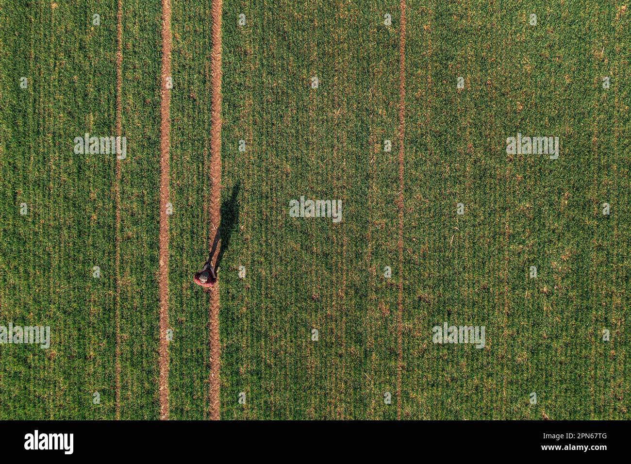 Farmer using remote controller to fly the agricultural drone and ...