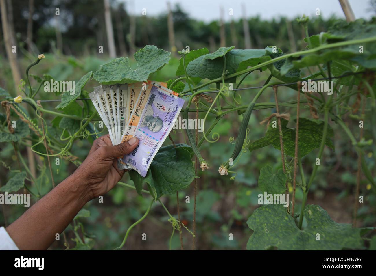 Indian Chinese okra farmin, farmer holding baby Chinese okra in farm ...