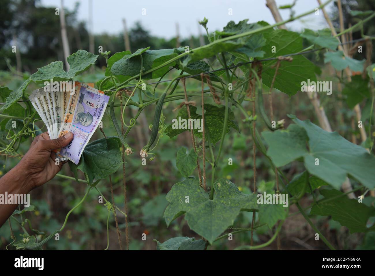 ndian farmer holding cash in hands, Indian rupees, happy farmer Stock ...