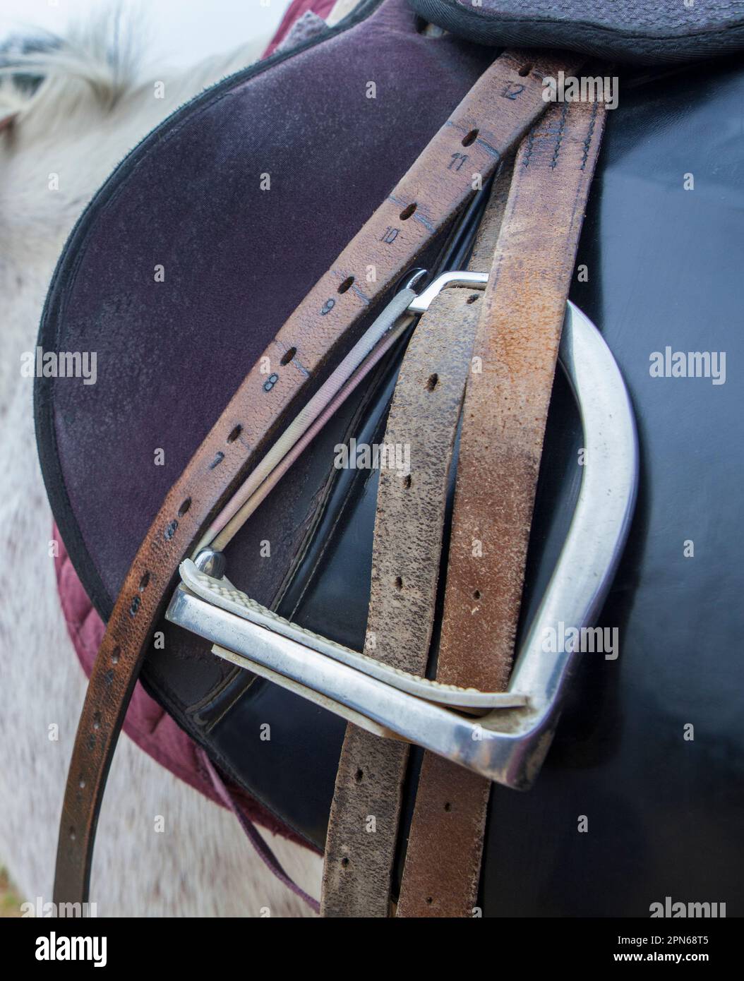 Horse with saddle on. Stirrup and straps in close-up Stock Photo - Alamy