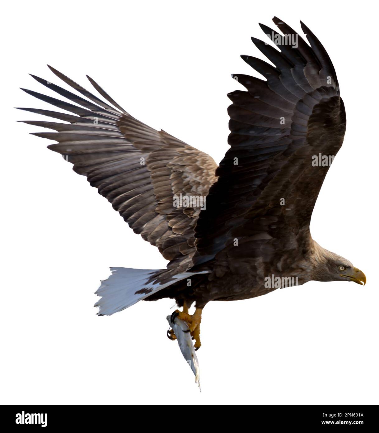 A white-tailed eagle flies across the water. It holds a fish in its ...
