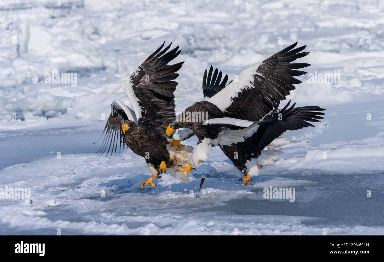 Steller sea eagles fight for fish on a frozen river. Haliaeetus ...