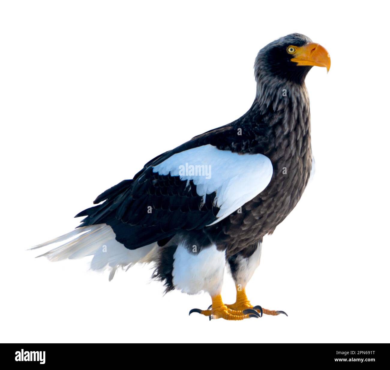 A Steller's sea eagle stands on the snow. Photos of isolated birds in ...