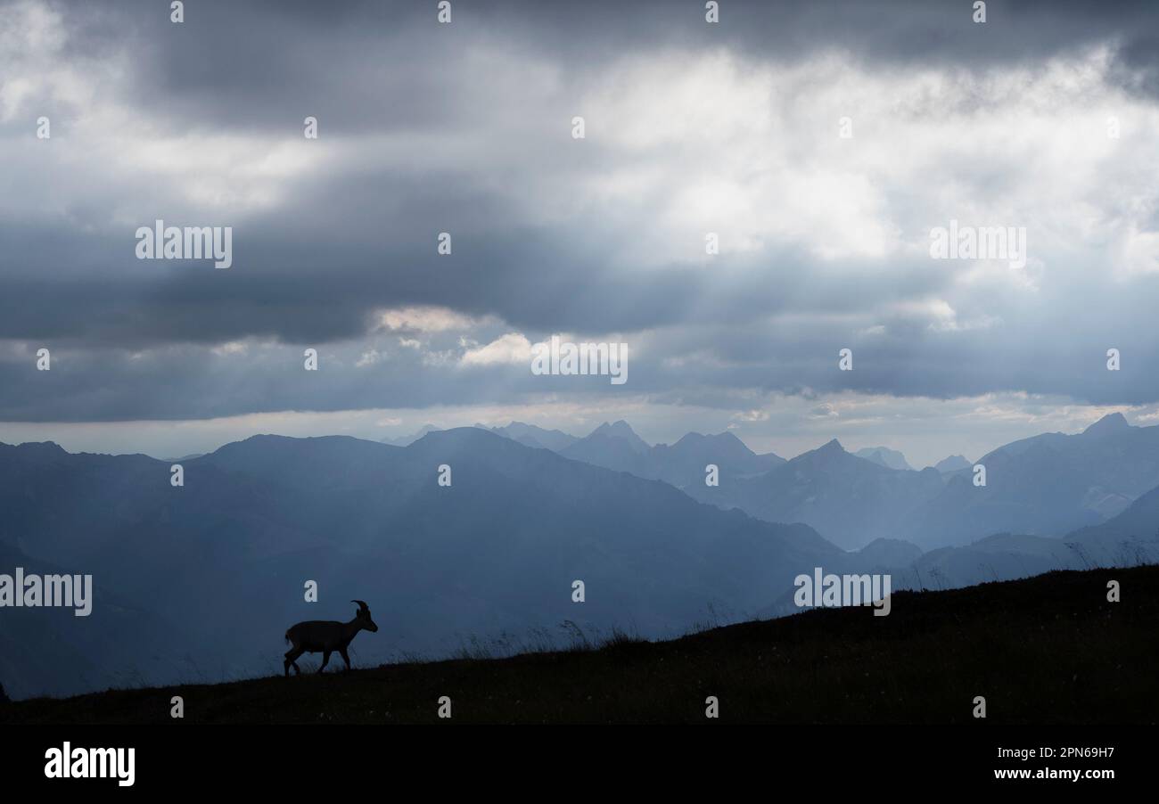 Female Ibex in a beautiful scenery of the swiss alps Stock Photo - Alamy