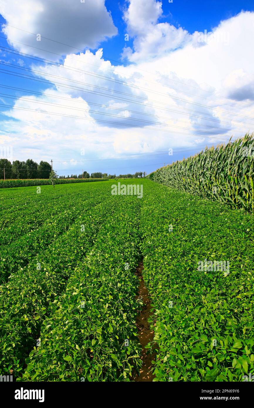 Peanut fields on the farm Stock Photo - Alamy