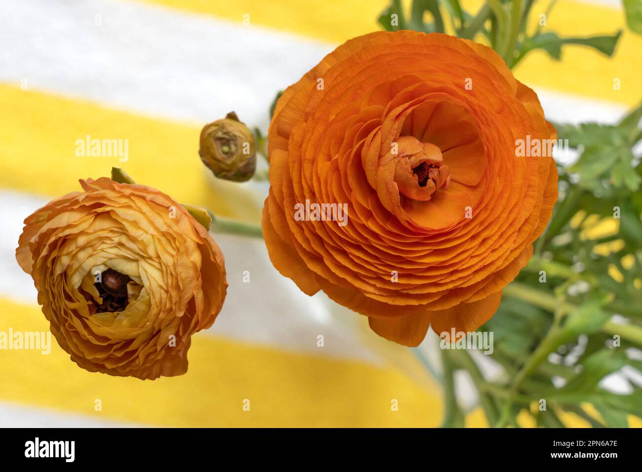 Bouquet of orange ranunculus flowers on a yellow and white background ...