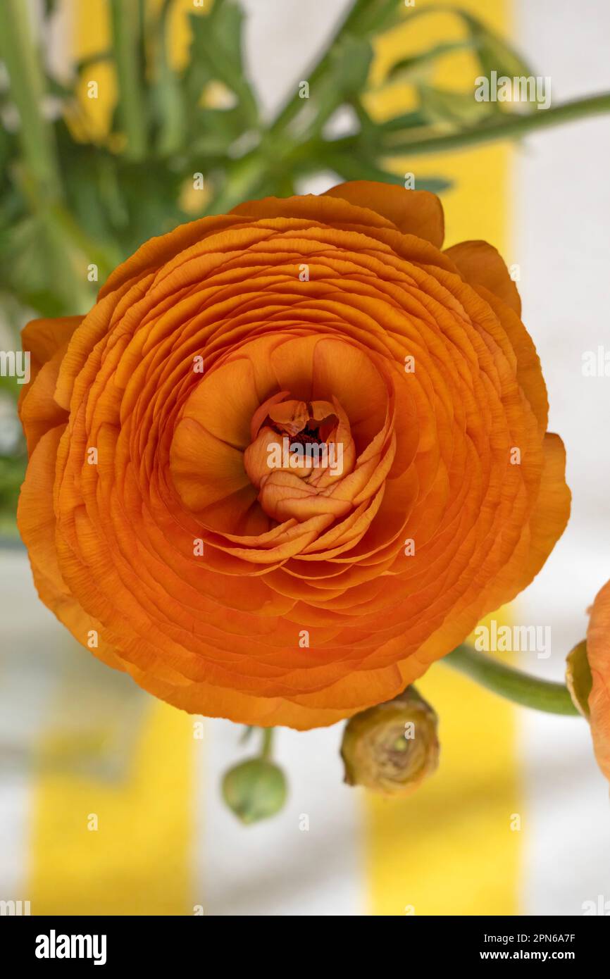 Bouquet of orange ranunculus flowers on a yellow and white background ...
