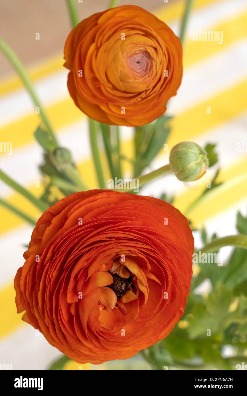 Bouquet of orange ranunculus flowers on a yellow and white background ...