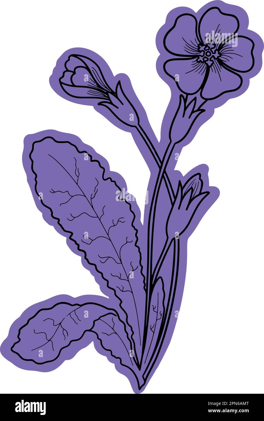 Primerose drawing hi-res stock photography and images - Alamy