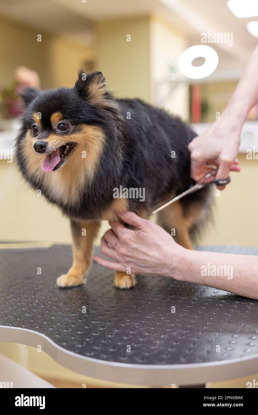 The concept of popularizing grooming haircuts and caring for dogs ...