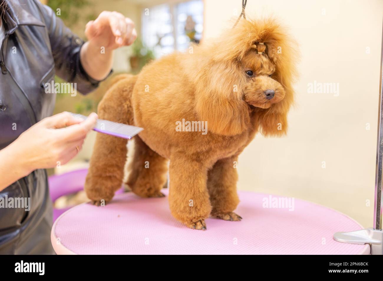 Professional grooming poodle hi-res stock photography and images - Alamy