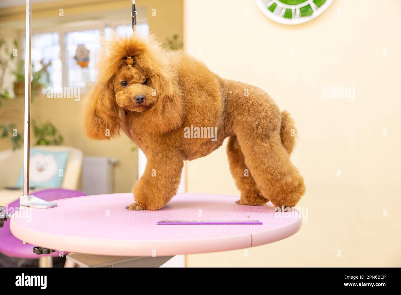 Process of trimming poodle hi-res stock photography and images - Alamy