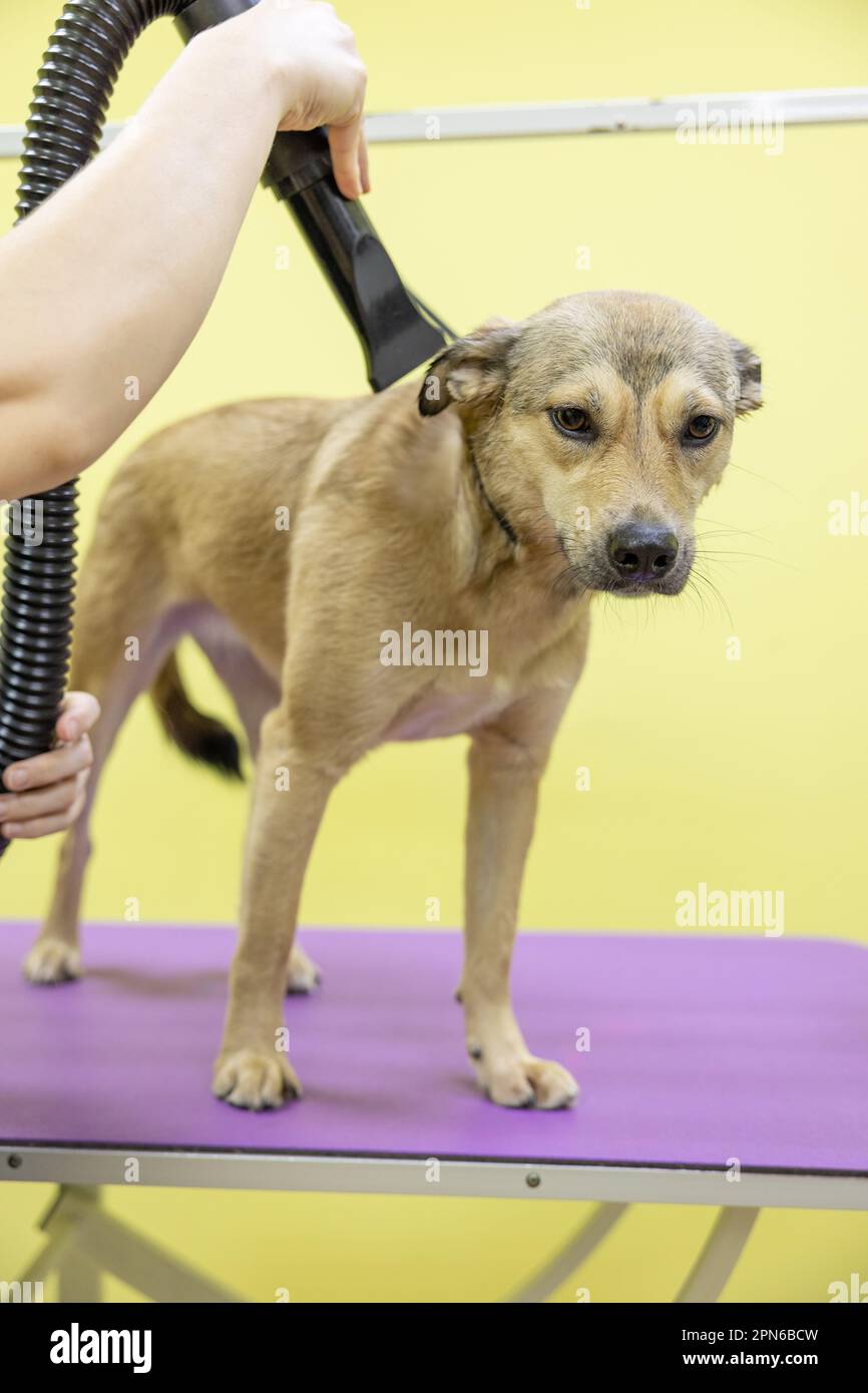 Drying combing wool dog hi-res stock photography and images - Alamy