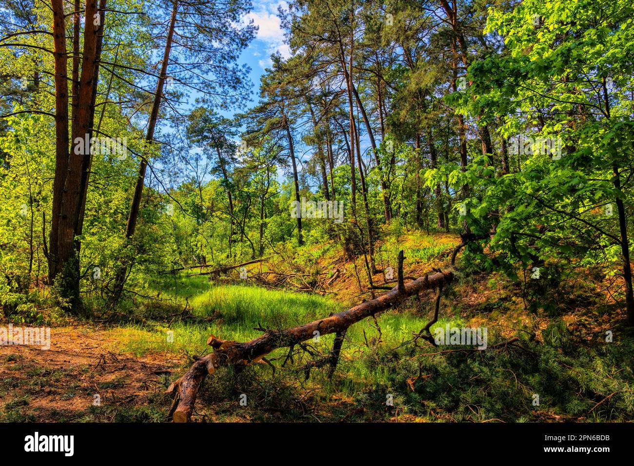 Kampinos Forest scenery in spring, Kampinoski National Park near Warsaw ...