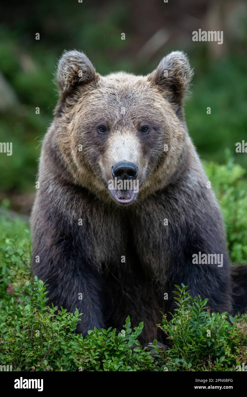 Wild Brown Bear (Ursus Arctos) in the summer forest. Animal in natural habitat. Wildlife scene ...