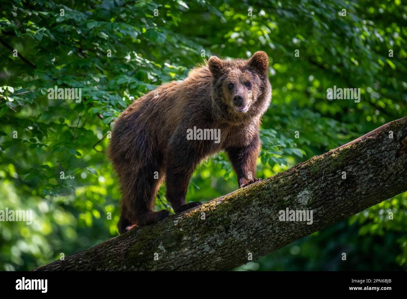 Close Bear cub clings to the side of the tree. Wildlife scene from ...