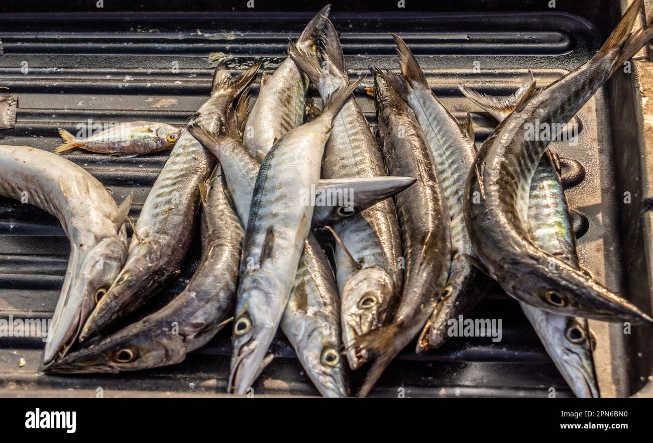 Buying and selling of fish next too Yayasan Sabah bridge Likas Bay Kota ...