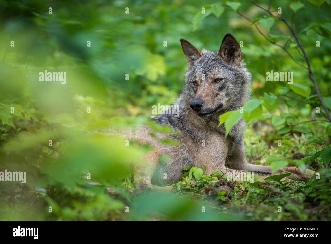 Wolf portrait in summer forest. Wildlife scene from nature. Wild animal ...