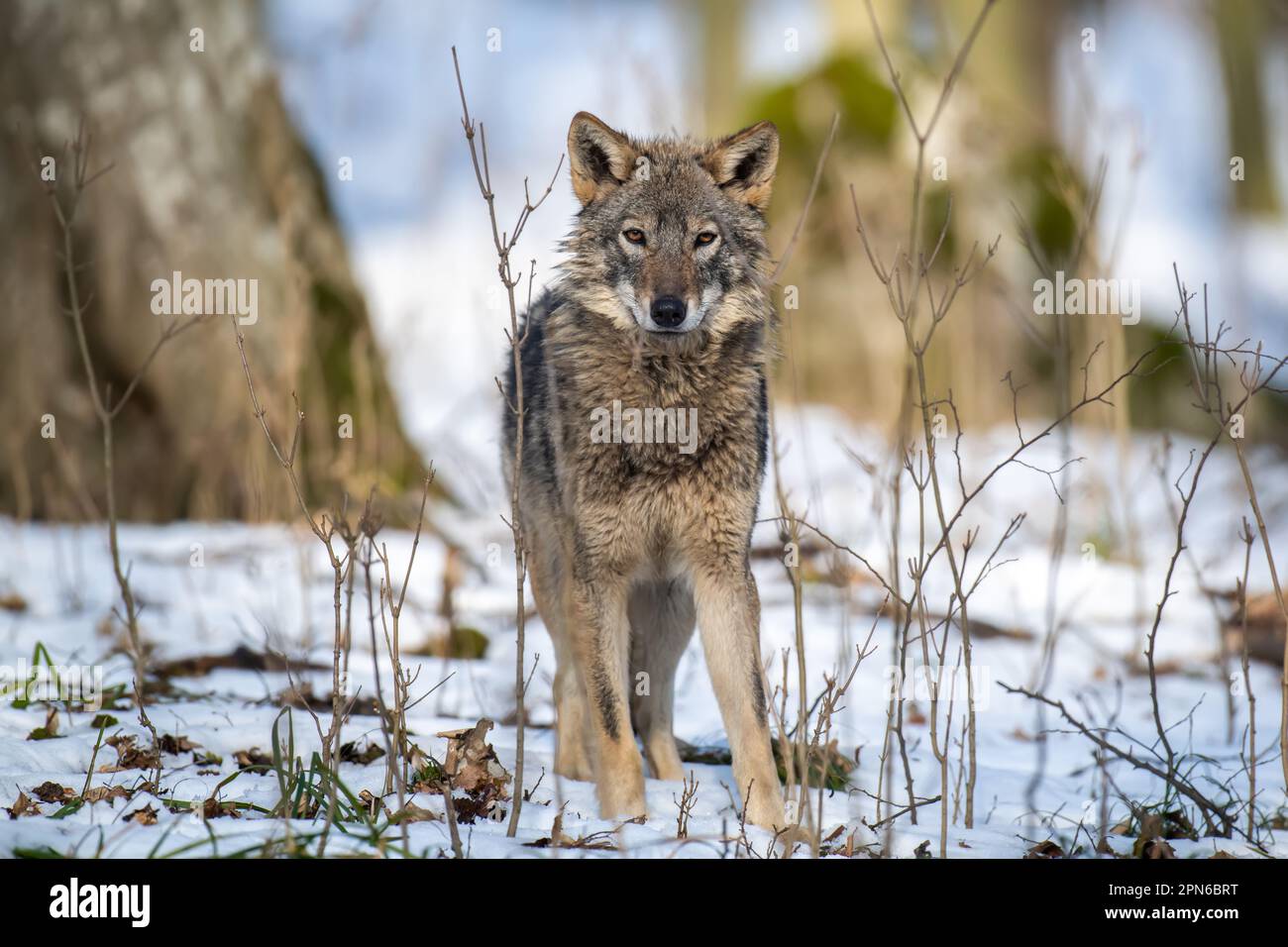 Wolf in the forest up close. Wildlife scene from winter nature. Wild ...