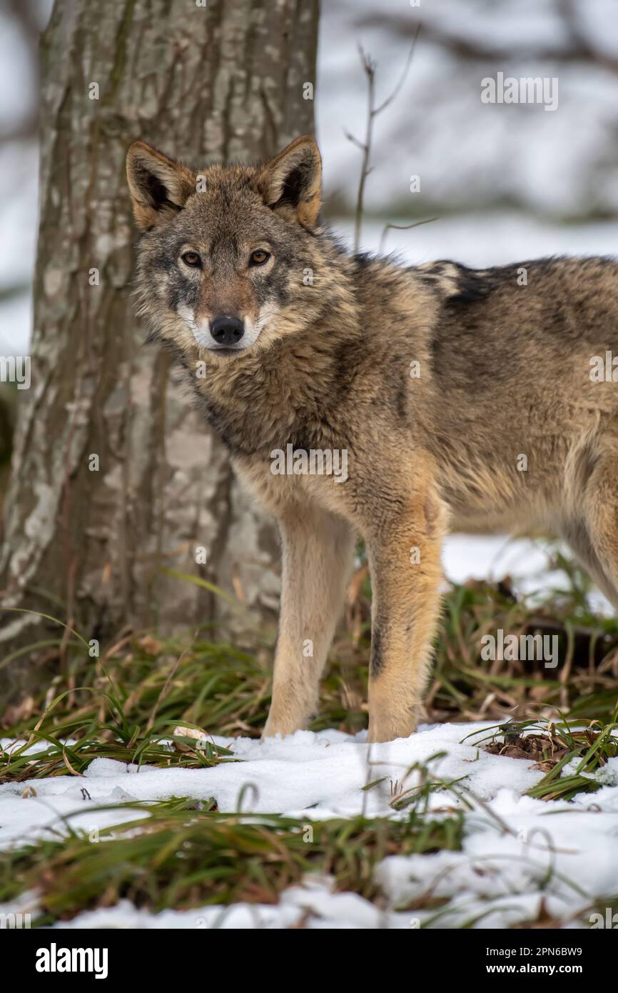 Wolf in the forest up close. Wildlife scene from winter nature. Wild ...