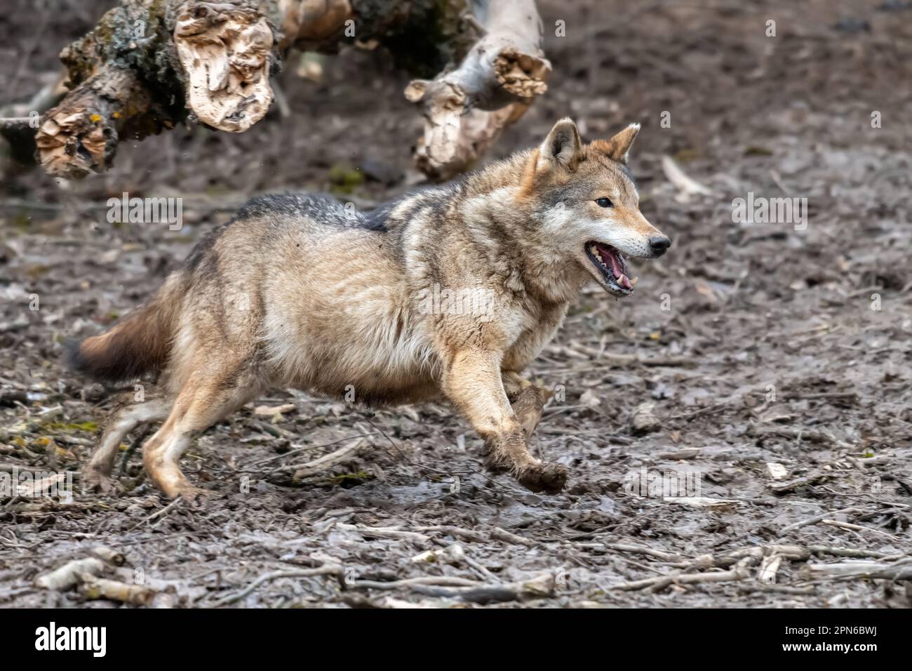 Nature Scenes With Wolves