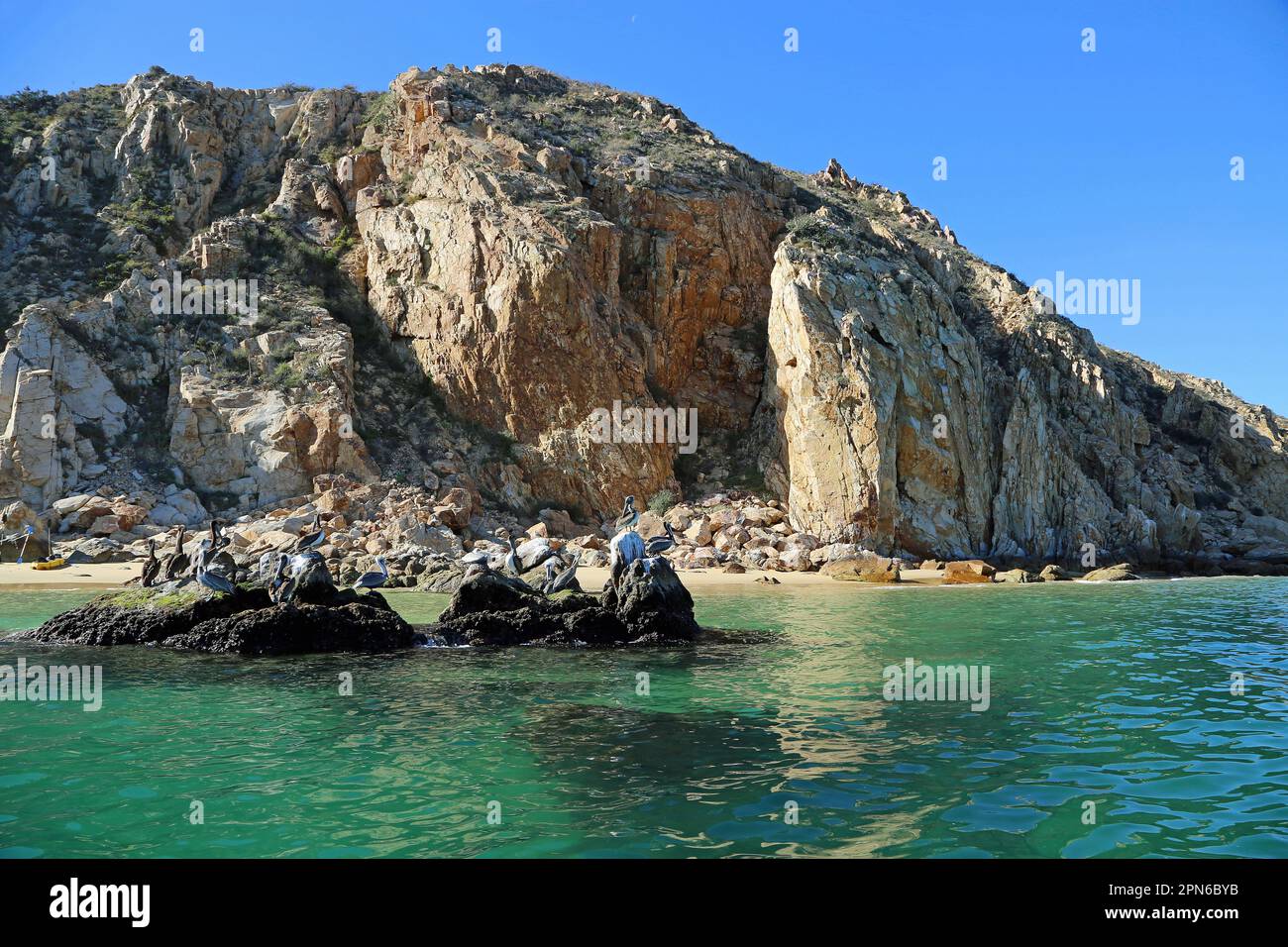 Cliff landscape with Pelican - Mexico Stock Photo - Alamy