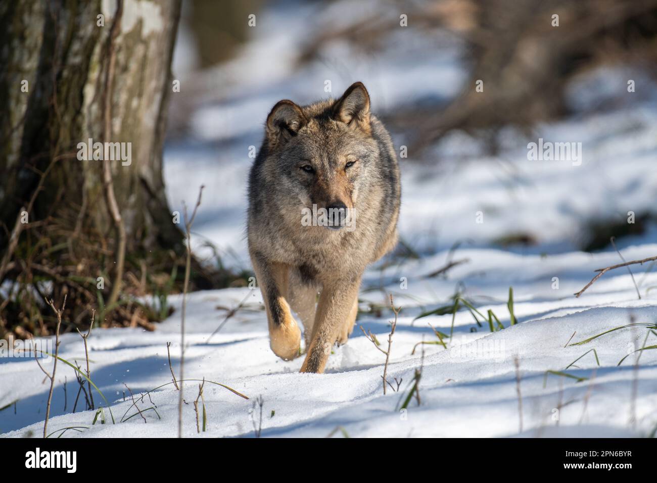 Wolf in the forest up close. Wildlife scene from winter nature. Wild ...