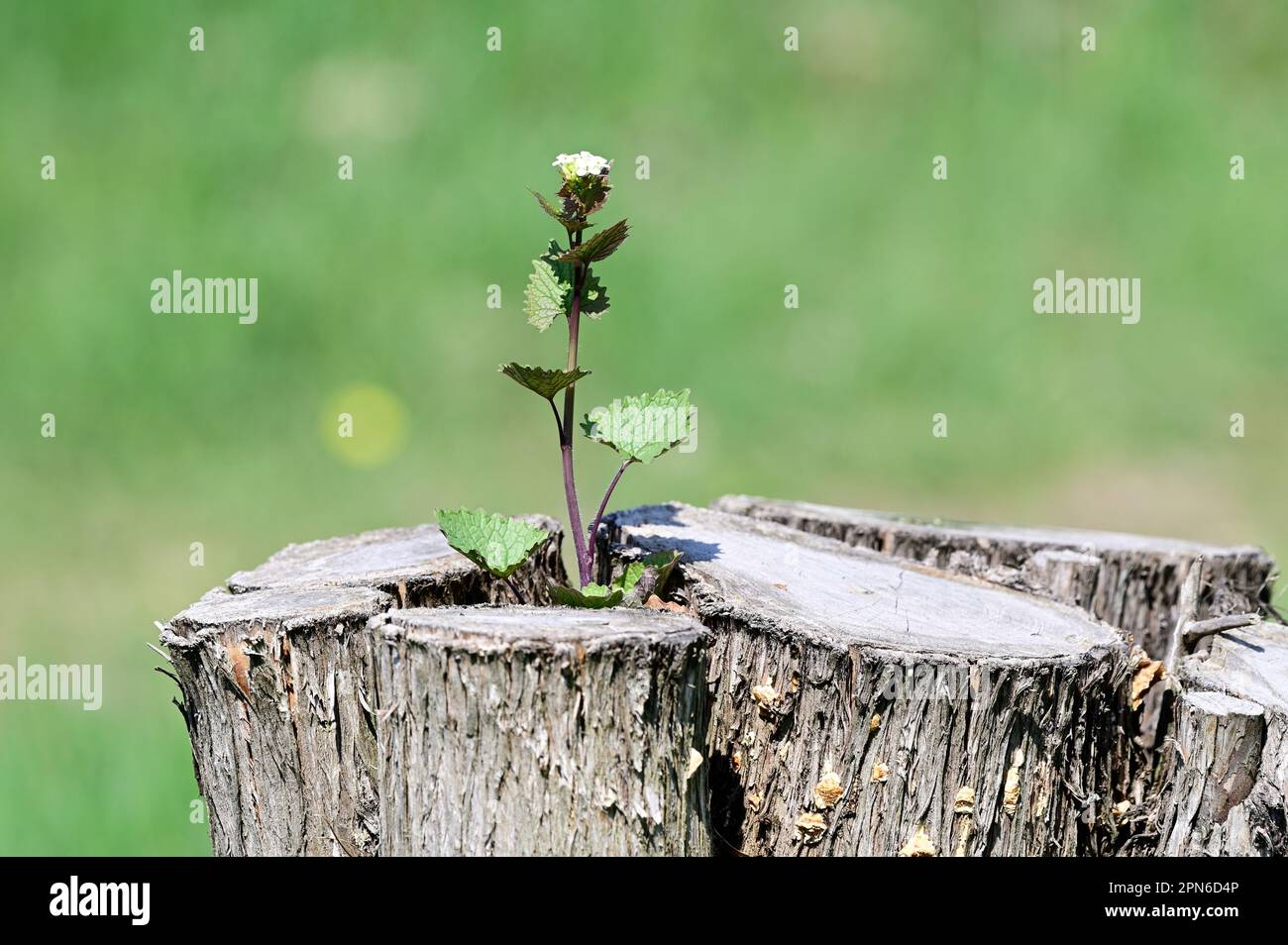 Flowering nettle (Urtica) grow out of a tree trunk Stock Photo - Alamy