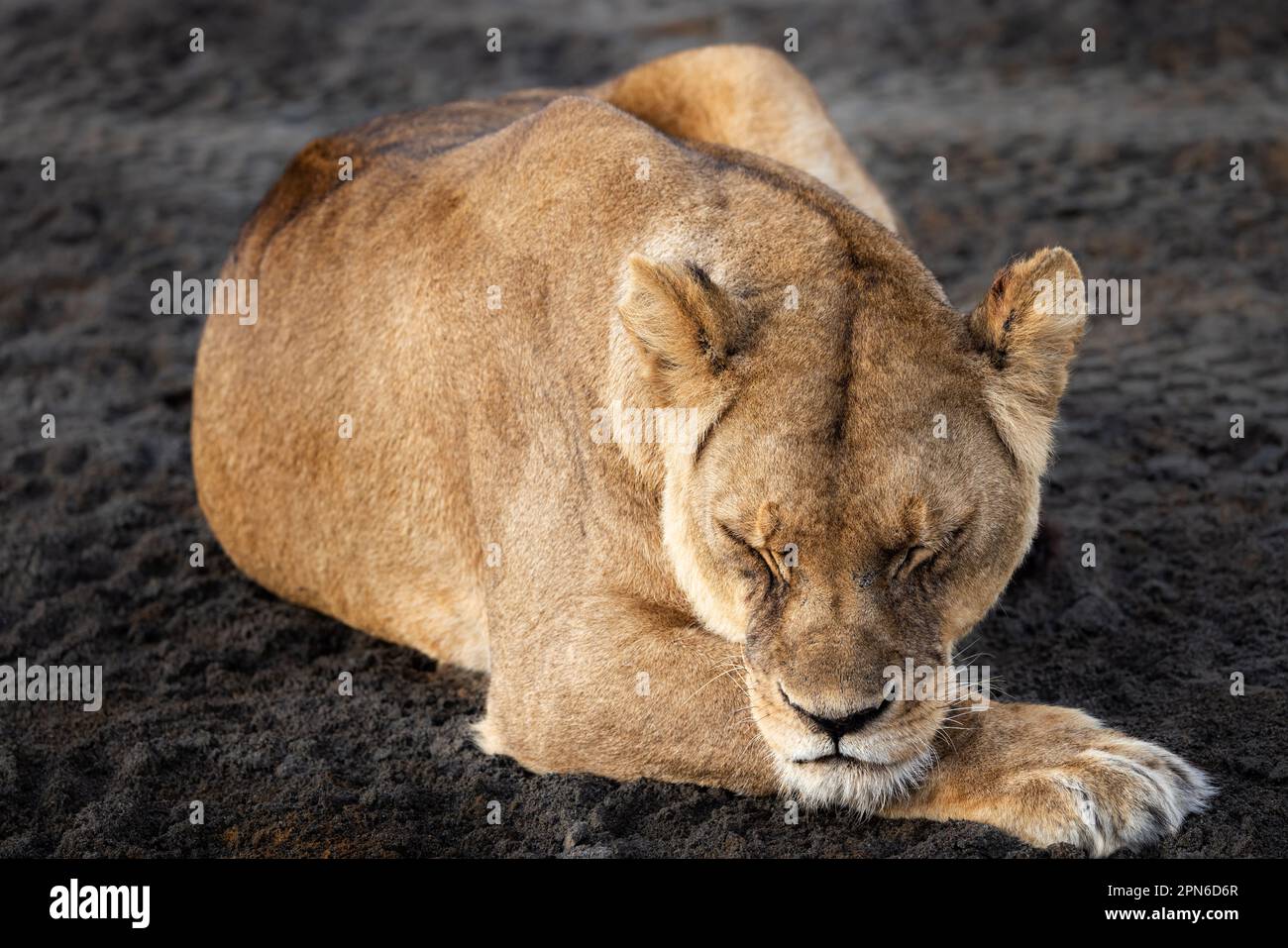 Wild majestic lioness, simba, sleeping in the savannah in the Serengeti ...