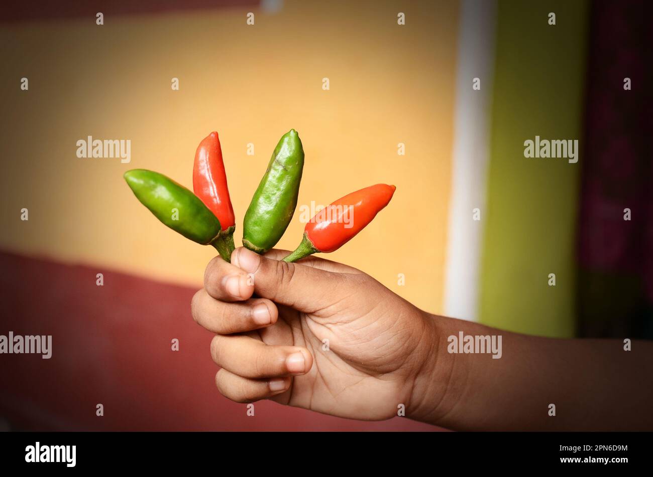 Red chilli vs green chilli health hi-res stock photography and images ...