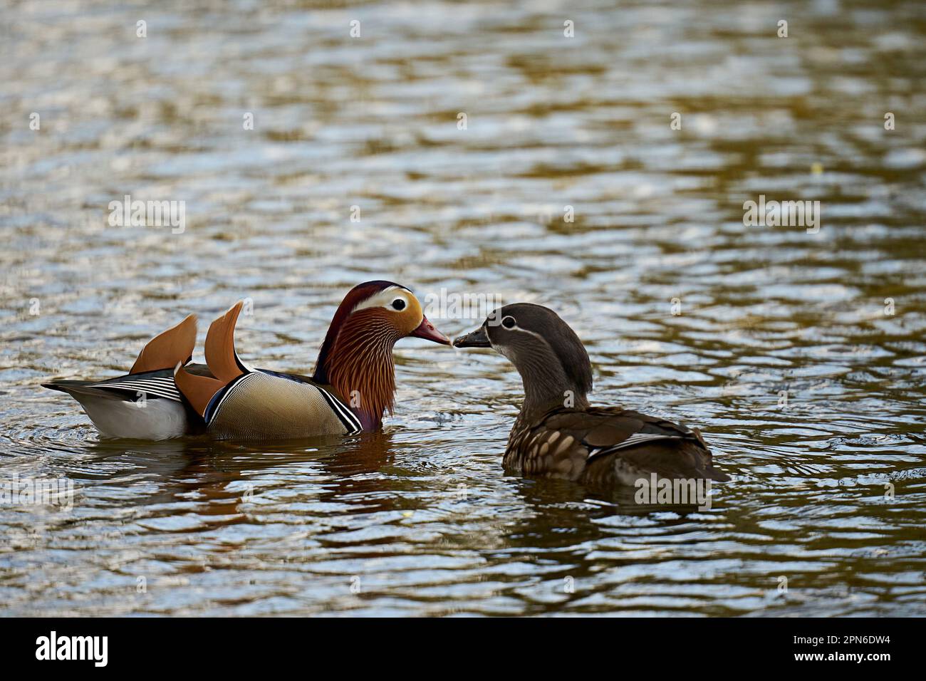 The two ducks swimming in the lake Stock Photo - Alamy