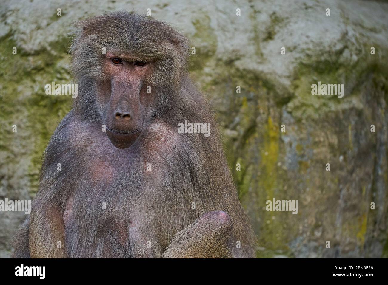 A baboon sitting against a rock wall Stock Photo - Alamy