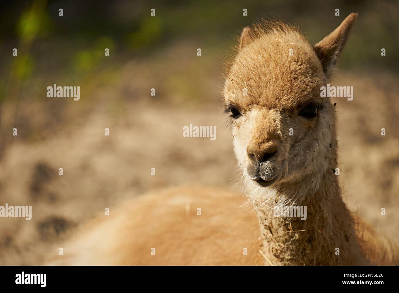 Llama in natural environment hi-res stock photography and images - Alamy