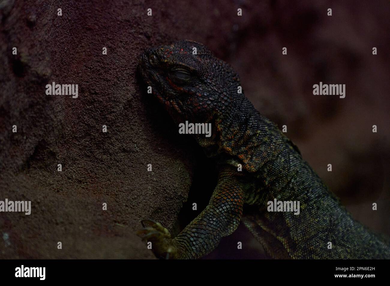 A closeup of a lizard sleeping on a stone wall Stock Photo - Alamy