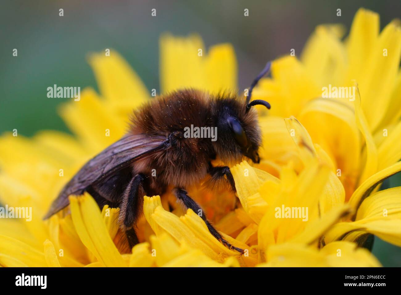 Closeup on a female Early cellophane solitary bee, Colletes ...
