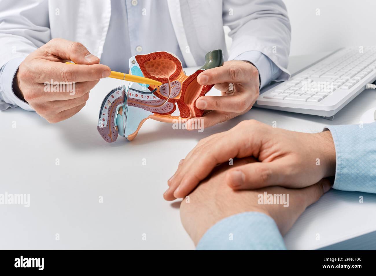 Prostate disease and treatment. Male reproductive system anatomical ...