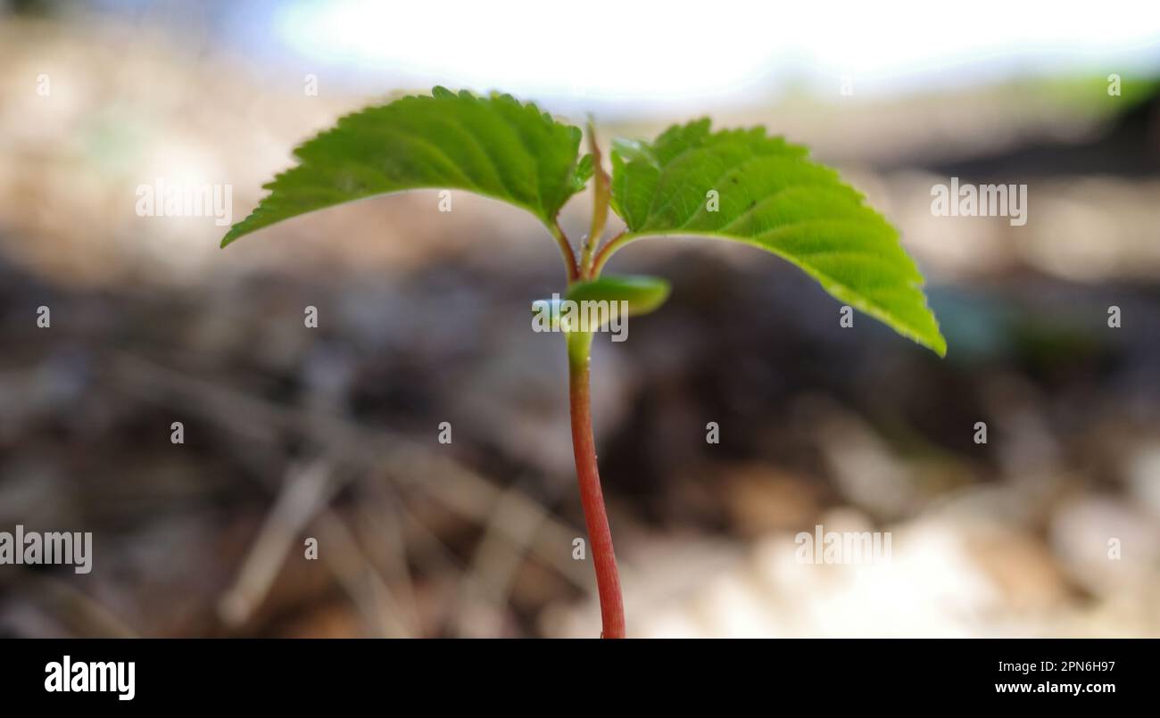 Growing seedling of a tree. Earth Day concept Stock Photo - Alamy