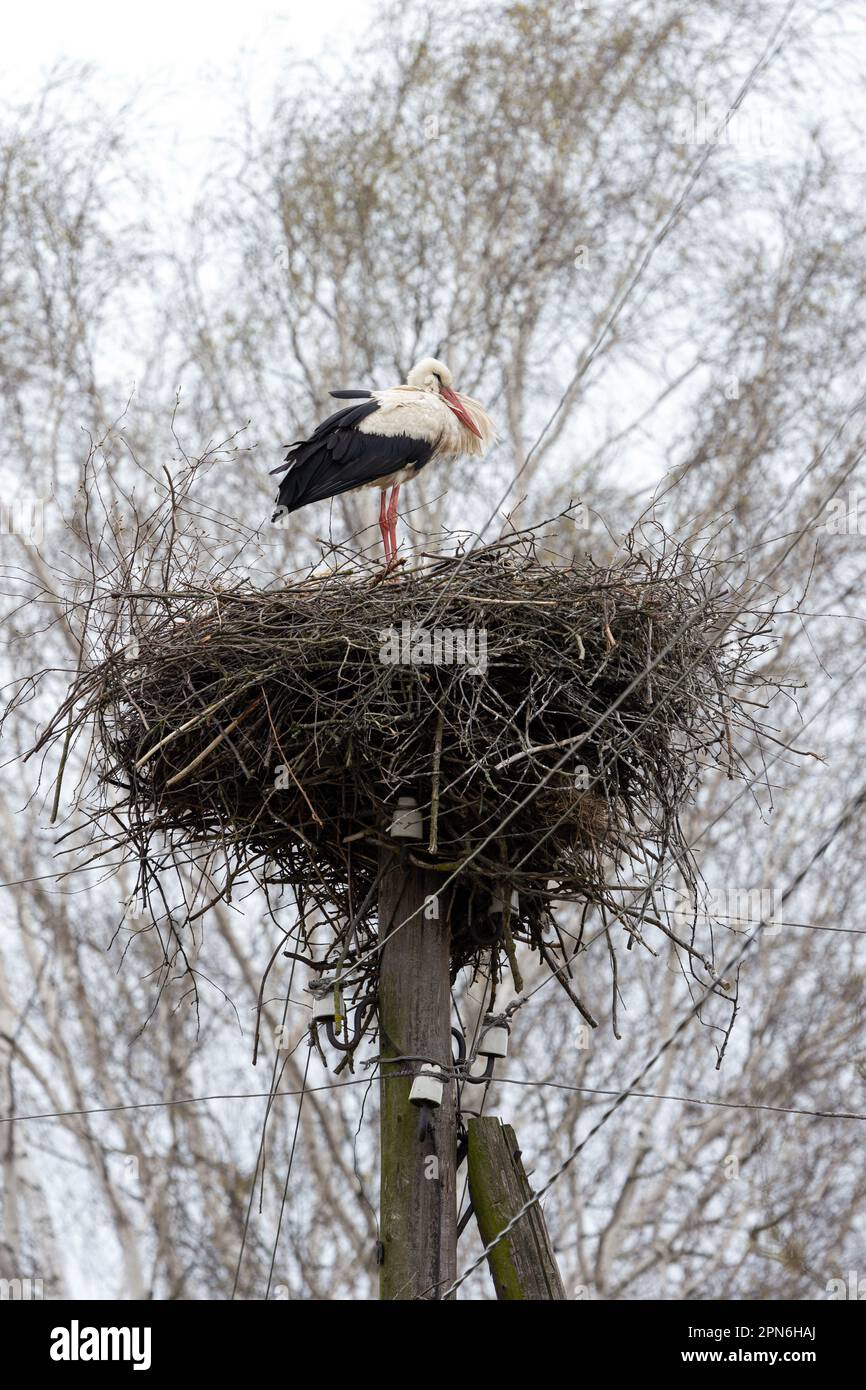 Black and white stork stands on the nest made on power line support ...
