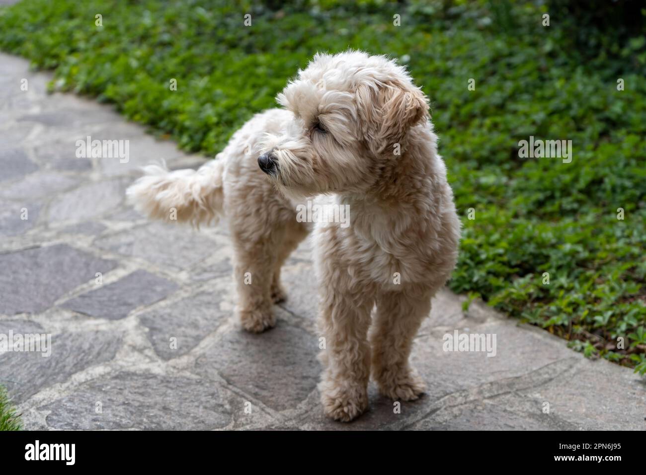 Young maltipoo dog Stock Photo - Alamy